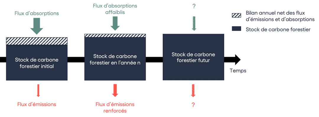 Le carbone et le climat, facteurs déterminants pour l’avenir des forêts